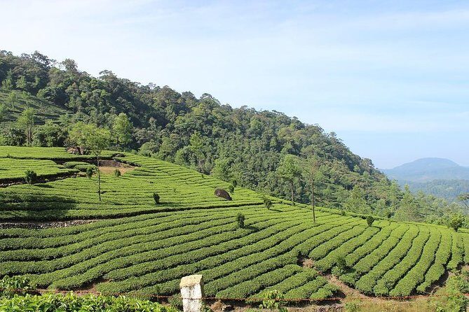 Full Day Trekking Tour In Munnar With Refreshments - Practical Details and Traveler Tips