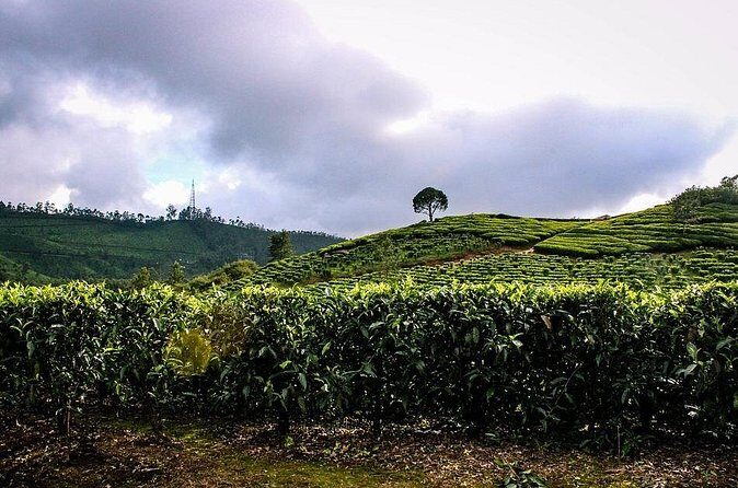 Full Day Trekking Tour In Munnar With Refreshments - The Sum Up: Is This Tour Right for You?