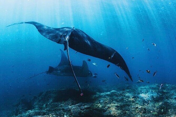 Full Day Trip to Explore 6 Destinations in Labuan Bajo and Komodo - Who Will Love This Tour?