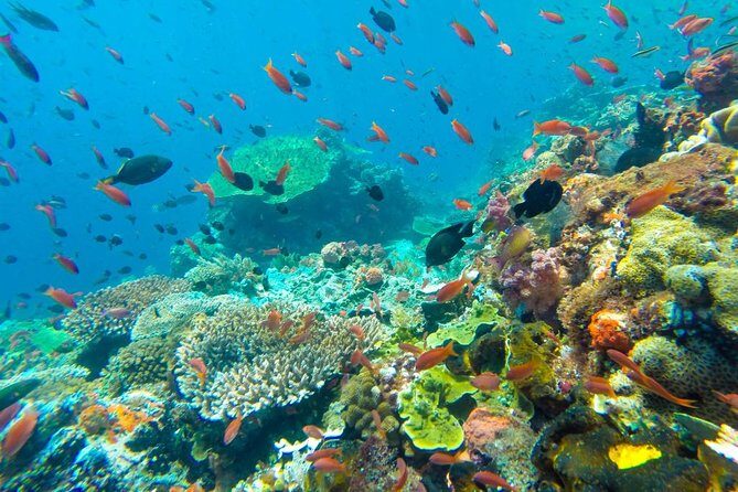 Full-Day Trip to Koh Tao and Koh Nang Yuan from Koh Samui by Speedboat - The Review from Travelers