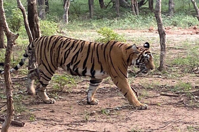 Full-Day Trip to Ranthambore National Park from Jaipur - Value and Practical Considerations