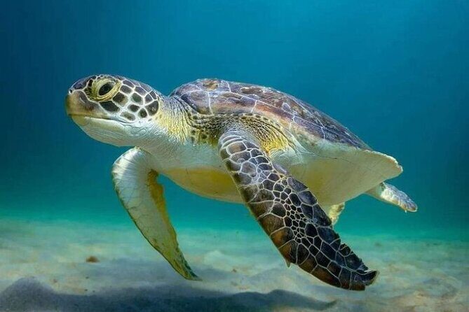 Full day Tulum & Snorkelling with sea turtles, cenote and lunch - Key Points