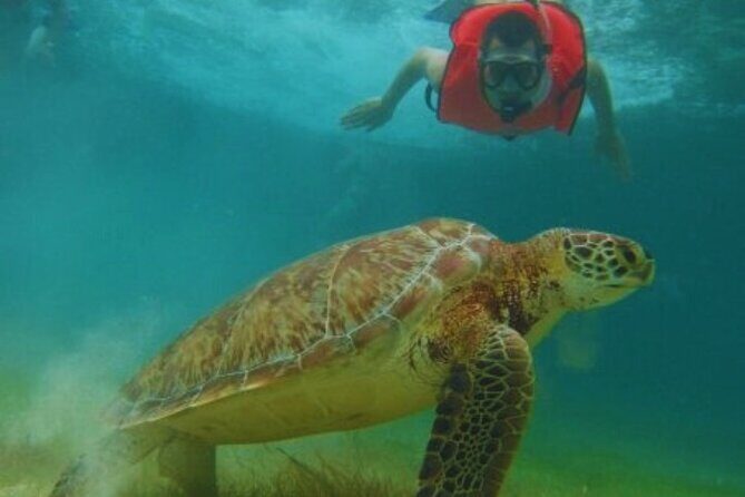 Full day Tulum & Snorkelling with sea turtles, cenote and lunch - An In-Depth Look at the Full Day Experience