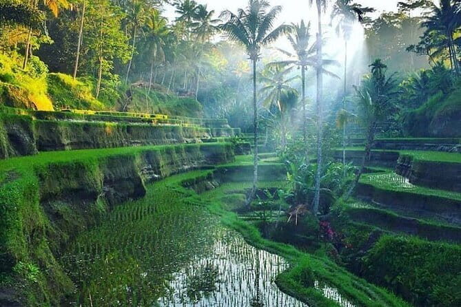 Full Day Ubud Tour Visit Waterfall, Monkey Forest, Rice Terrace - FAQ