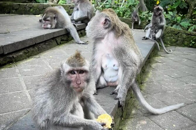 Full Day Ubud Tour Waterfall Monkey Forest Rice Terrace - An In-Depth Look at the Ubud Full Day Tour
