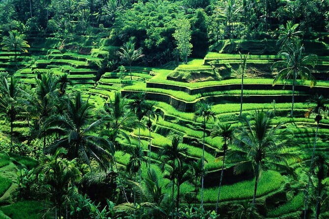 Full Day Ubud trip ATV Monkey Forest Tegalalang Rice Terrace - What You Can Expect from the Ubud Full-Day Tour