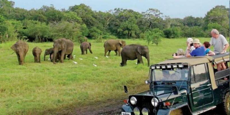 Full Day Udawalawe Safari Adventure with Lunch (Private) - Full Day Udawalawe Safari Adventure with Lunch (Private)