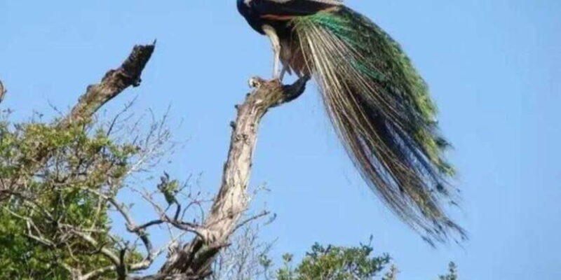 Full Day Udawalawe Safari Adventure with Lunch (Private) - Key Points