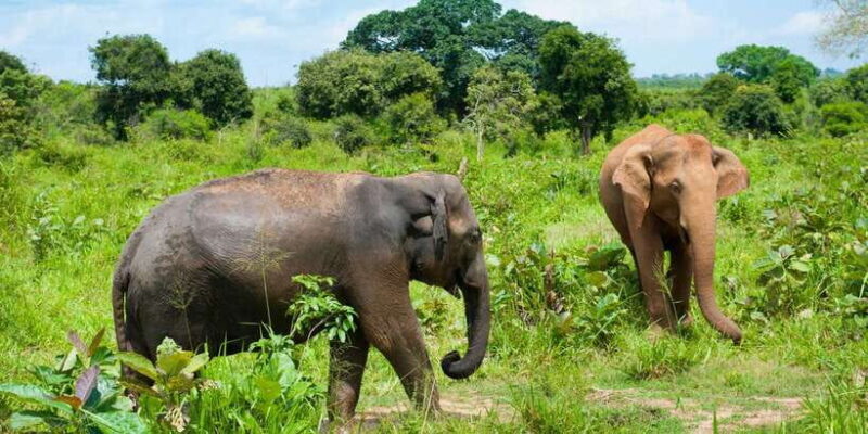 Full Day Udawalawe Safari Adventure with Lunch (Private) - Authentic Experiences and Genuine Insights