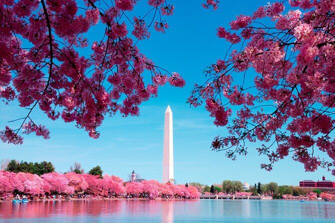 Full Day US Capitol Visit with Cherry Blossom & Potomac Cruise - How Much Is It Worth?