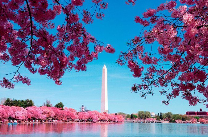 Full Day US Capitol Visit with Cherry Blossom & Potomac Cruise - The Sum Up