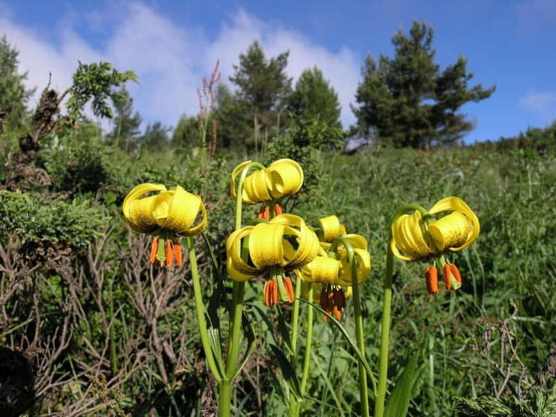 Full-Day Vitosha and Cherni Vruh Peak Hiking Tour - Final Thoughts: Who Will Love This Experience?