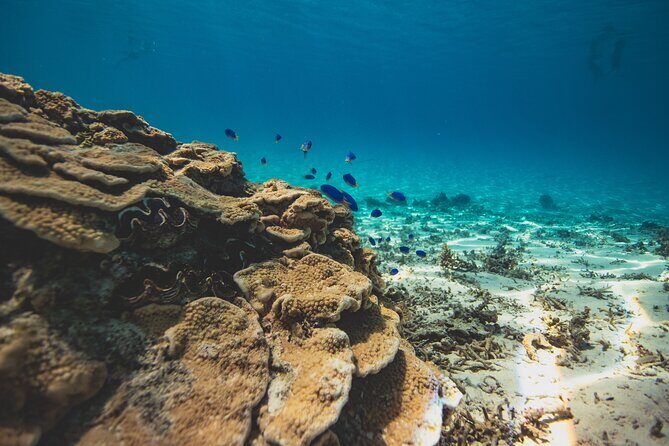 Full Day Water Experience Eco snorkeling and Jet ski with lunch - Practical Tips for Booking and Participating