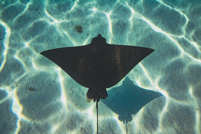 Full Day Water Experience Eco snorkeling and Jet ski with lunch - Final Thoughts