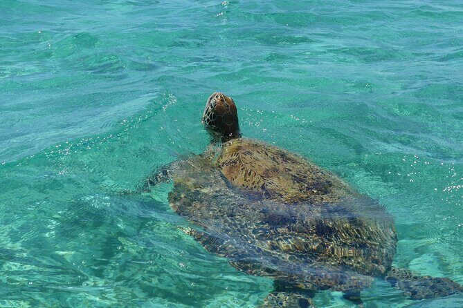 Full Day Water Taxi to Amedee Island from Noumea - FAQ