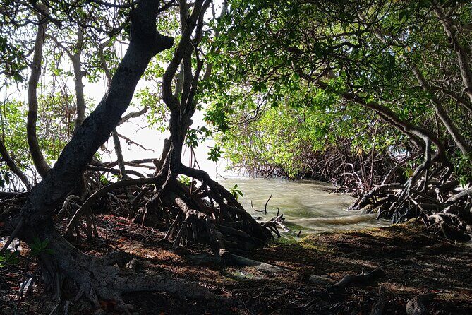 Full Day West Coast Adventure in Puerto Rico - The Value of $200 in Puerto Rico