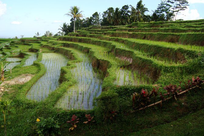 Full-day Western Bali Tour with Sunset at Tanah lot Temple - What’s Included and What’s Not