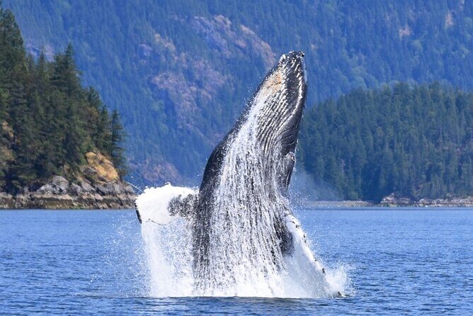 Full Day Whale Watching Campbell River - Who Will Enjoy This Tour?