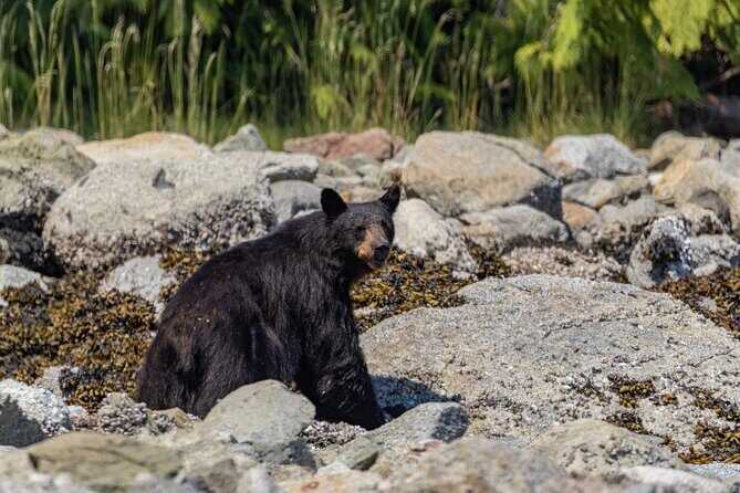 Full Day Whale Watching Campbell River - Frequently Asked Questions