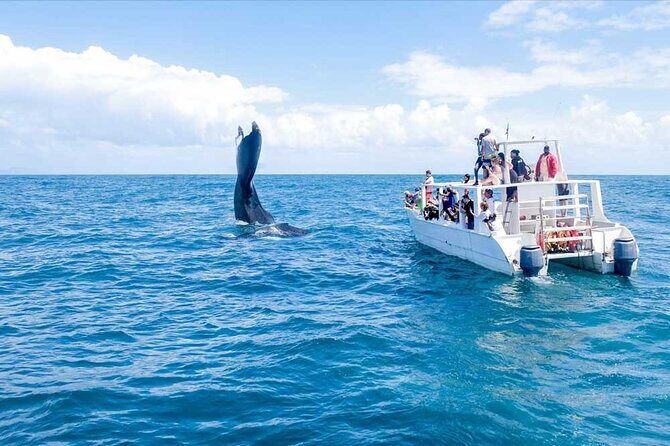 Full-Day Whale Watching Tour in Samana Bay from Cabeza de Toro - Key Points