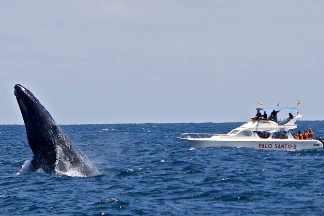Full-Day Whale Watching Tour in Samana Bay from Cabeza de Toro - The Itinerary: What You Can Expect