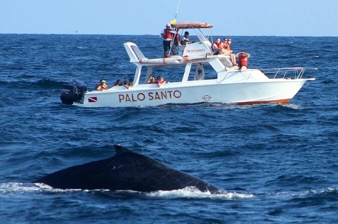 Full-Day Whale Watching Tour in Samana Bay from Cabeza de Toro - Who Is This Tour Best For?