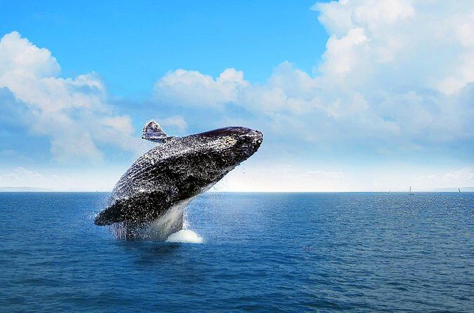 Full-day Whale watching Tour in Samana Bay from Punta Cana - FAQ