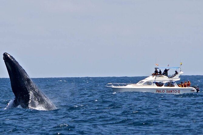 Full-day Whale watching Tour in Samana Bay from Punta Cana - Who Should Consider This Tour?