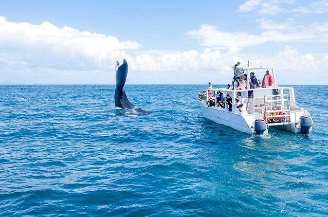 Full-day Whale watching Tour in Samana Bay from Punta Cana - FAQ: Your Questions Answered