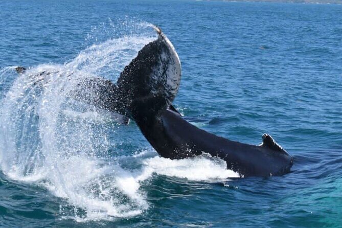 Full-day Whale watching Tour in Samana Bay from Uvero Alto - The Bottom Line