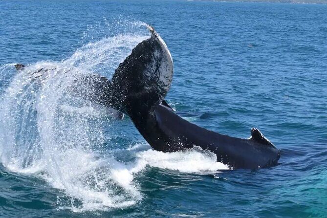 Full-day Whale watching Tour in Samana Bay from Uvero Alto - FAQ