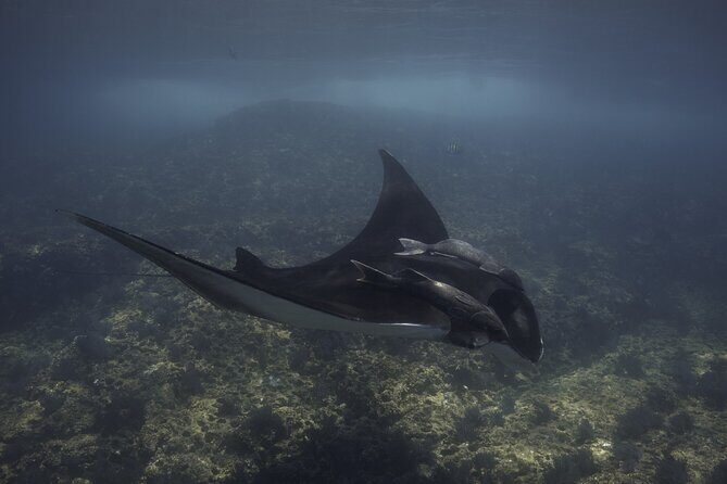 Full Day Wildlife Expedition in the Sea of Cortez - Lunch and Refreshments