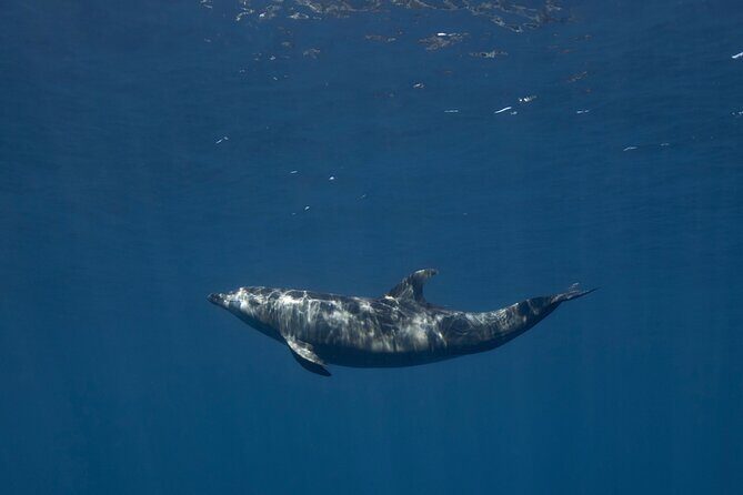 Full Day Wildlife Expedition in the Sea of Cortez - The Value of the Experience