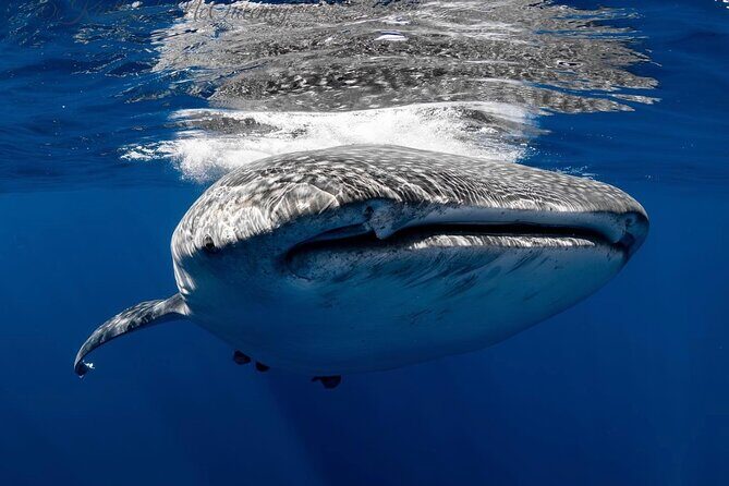 Full Day Wildlife Expedition in the Sea of Cortez - What Past Travelers Say
