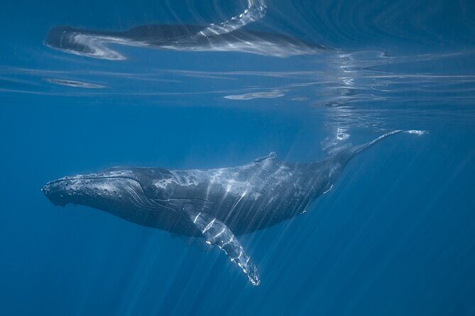 Full Day Wildlife Expedition in the Sea of Cortez - FAQs