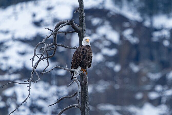 Full Day Wildlife Photography Tour In Yellowstone National Park - Key Points
