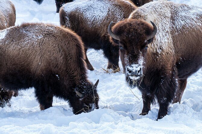 Full Day Wildlife Photography Tour In Yellowstone National Park - The Itinerary: A Deep Dive