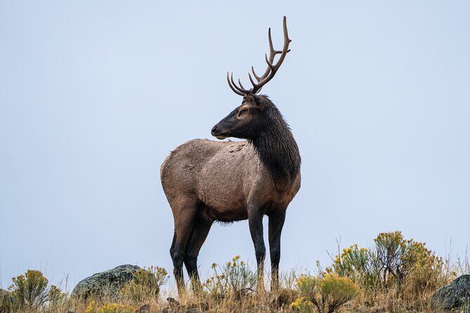 Full Day Wildlife Photography Tour In Yellowstone National Park - What Travelers Say: Authentic Feedback