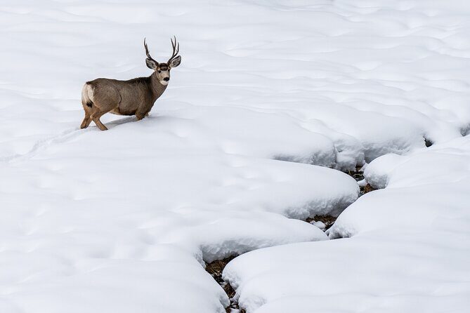 Full Day Wildlife Photography Tour In Yellowstone National Park - Frequently Asked Questions
