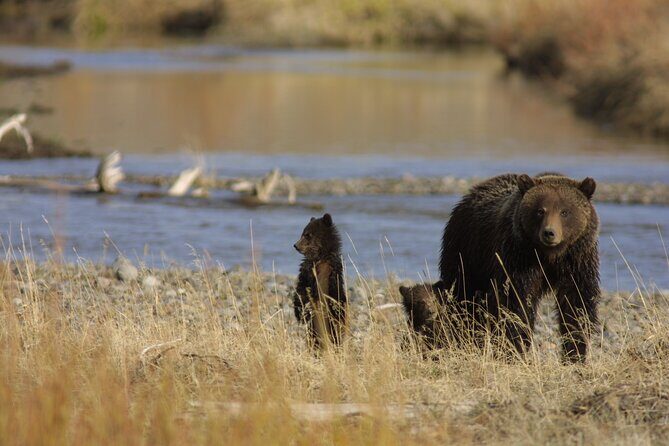 Full Day Wildlife Tour in Yellowstone Lamar Valley to Canyon - The Itinerary in Detail: What to Expect