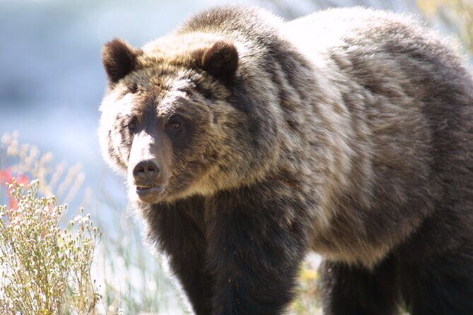 Full Day Wildlife Tour in Yellowstone Lamar Valley to Canyon - Who Would Love This Tour?
