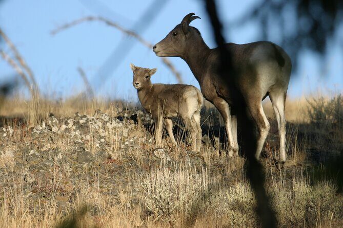 Full Day Wildlife Tour in Yellowstone Lamar Valley to Canyon - Practical Considerations