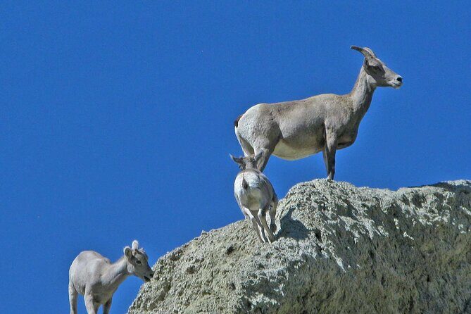Full Day Wildlife Tour in Yellowstone Lamar Valley to Canyon - Final Thoughts