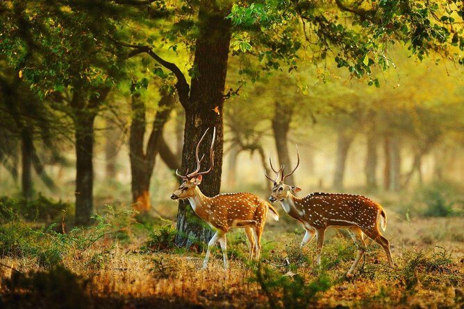 Full Day Wilpaththu National Park Safari (All Inclusive) - Final Thoughts