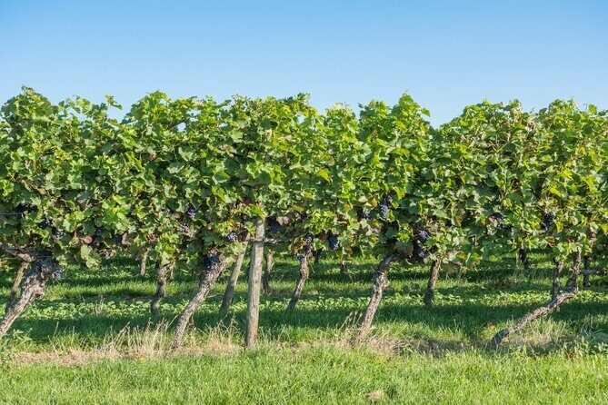 Full-Day Wine Tasting Tour in Athens with Visit to Cape Sounio - Who Will Love This Tour?