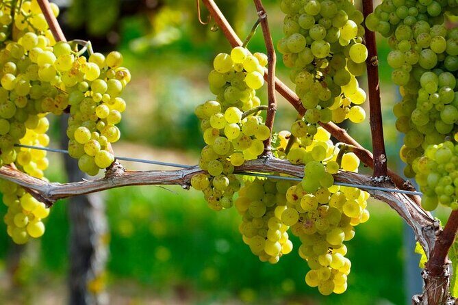 Full-Day Wine Tasting Tour in Athens with Visit to Cape Sounio - FAQ