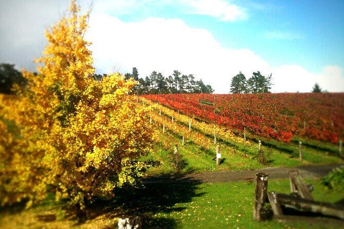 Full-Day Wine Tasting Tour in Auckland with 3-Course Vineyard Lunch - Authentic Experience and Why You Should Consider It