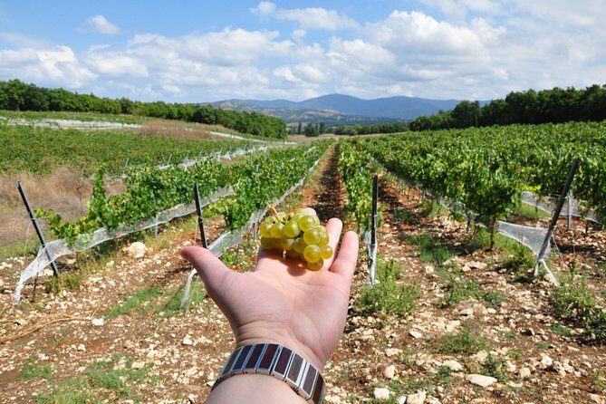 Full-Day Wine Tour from Istanbul - First Stop: Poyrali Village and Chamlija Winery
