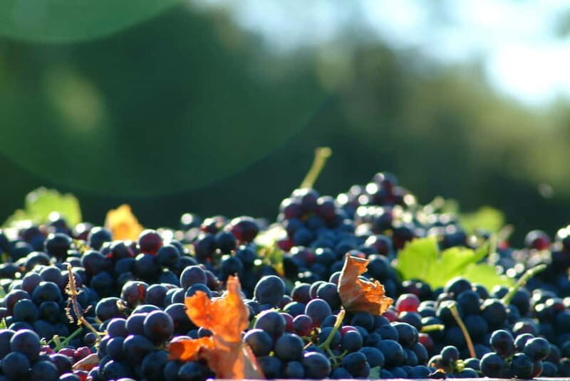 Full-Day Wine Tour in Bellet & Saint-Paul de Vence From Nice - Who Will Love This Tour?