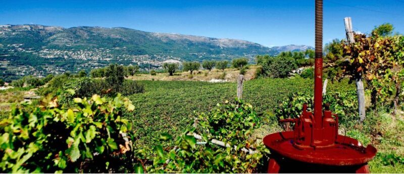 Full-Day Wine Tour in Bellet & Saint-Paul de Vence From Nice - Your Experience: A Well-rounded Day Trip